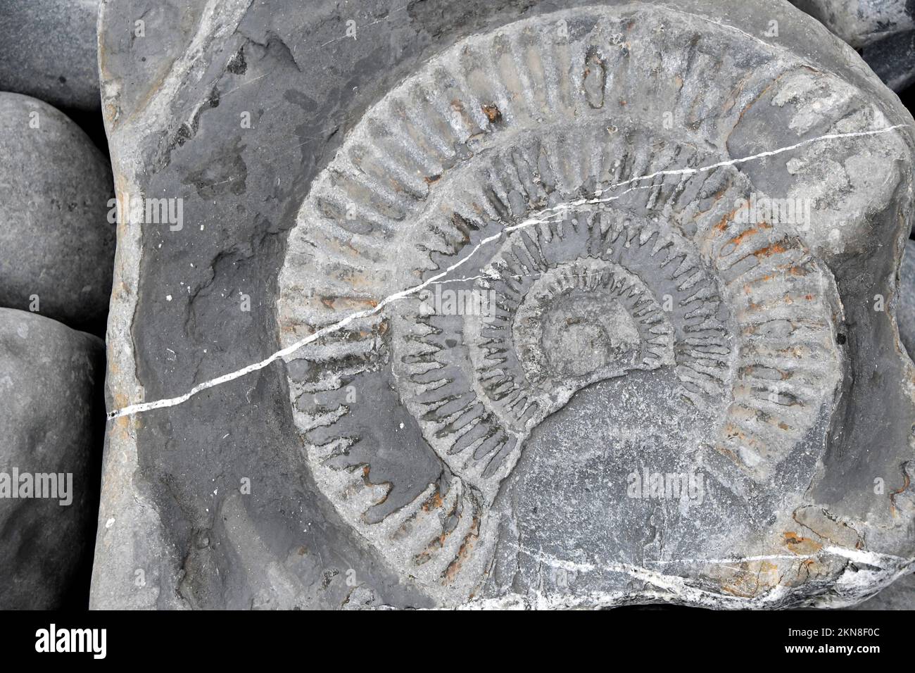 Prehistoric stone fossilized ammonite hi-res stock photography and ...