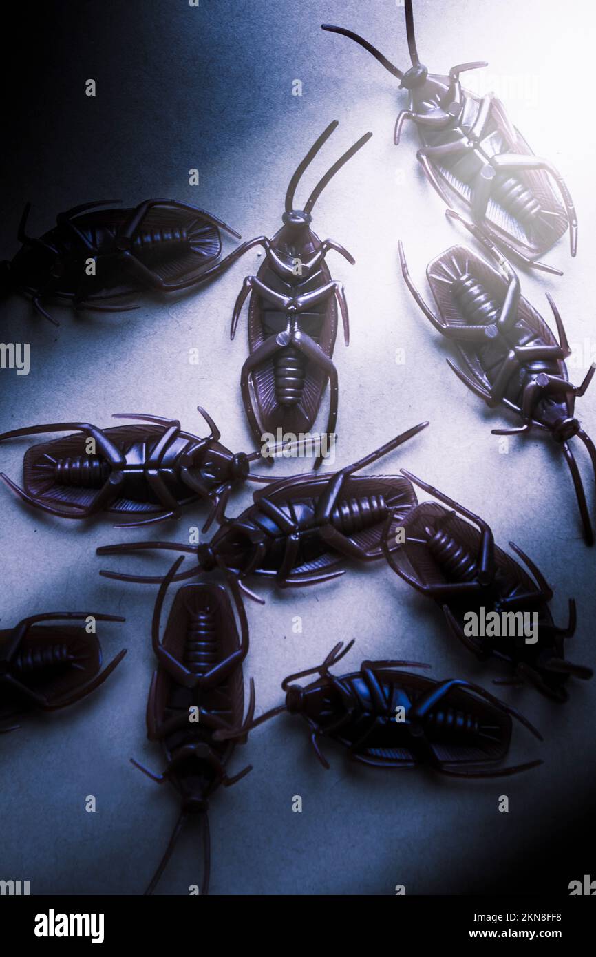 House Full Of Disgusting Cockroaches