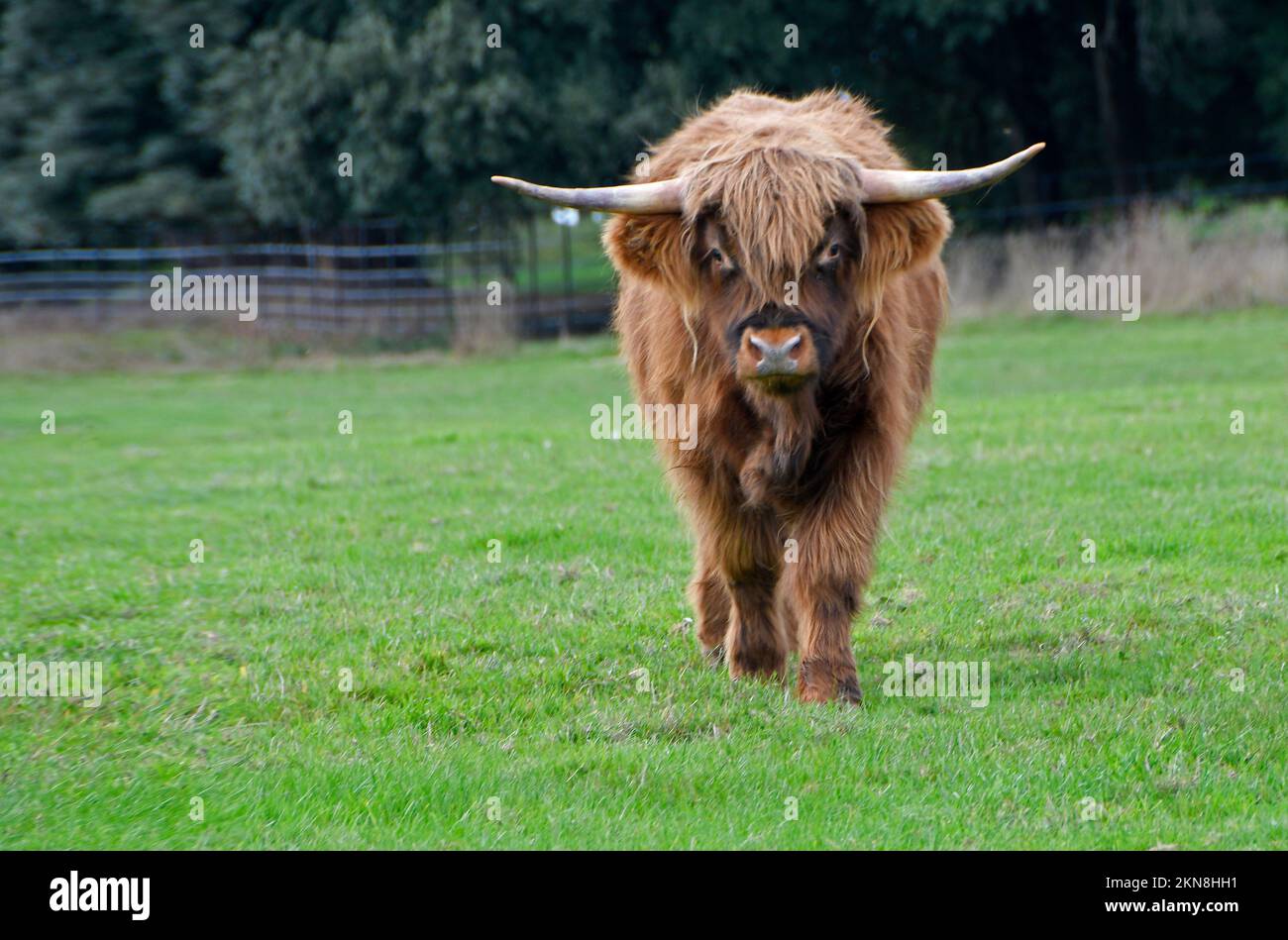 Highland cow and bull hi-res stock photography and images - Alamy