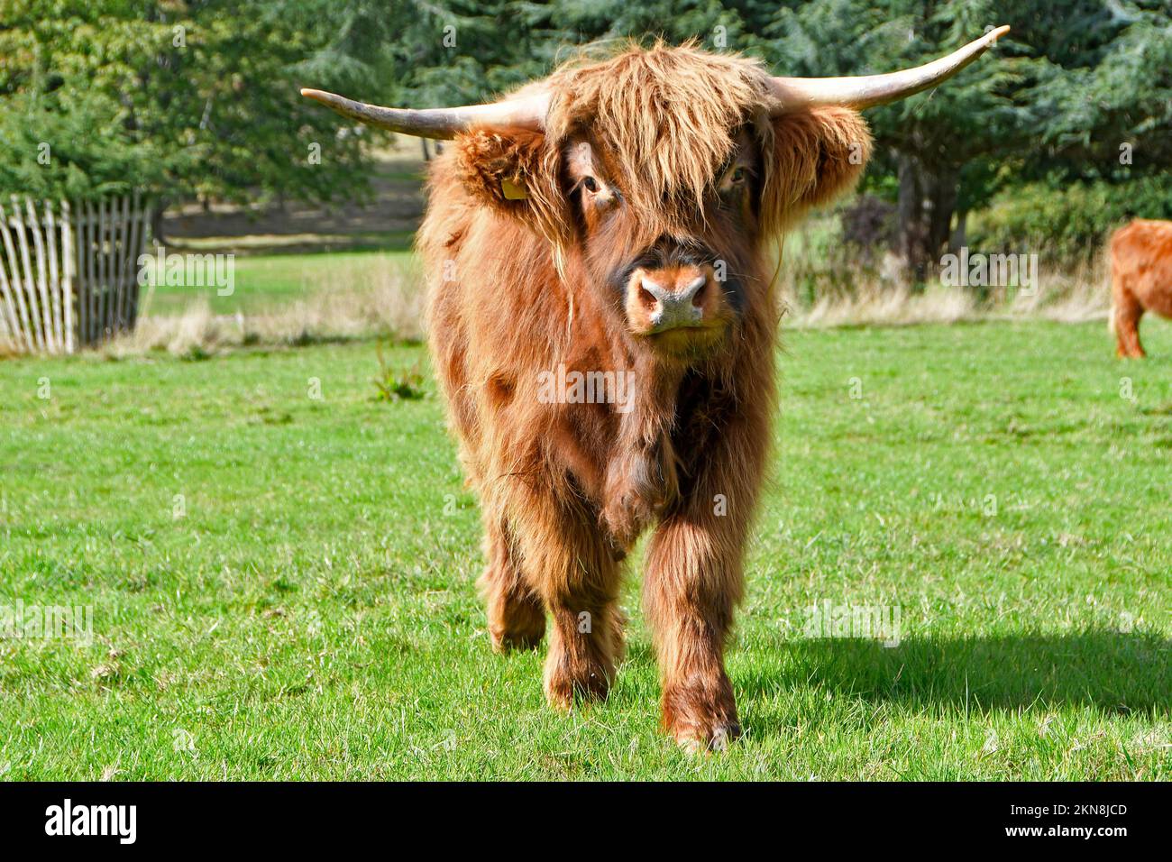 Straight horned cattle hi-res stock photography and images - Alamy