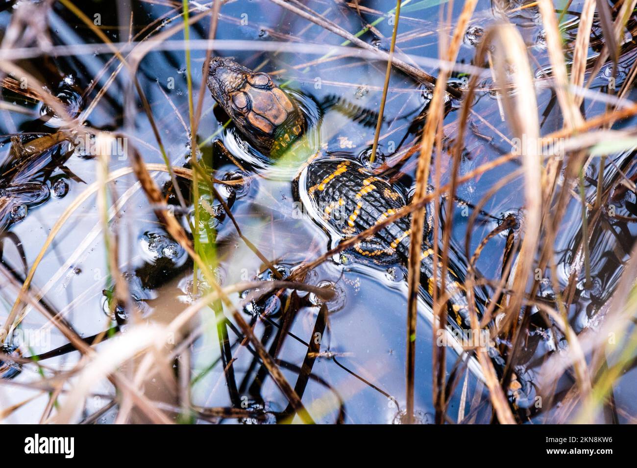 Young American alligator (Alligator mississippiensis) in the Everglades ...