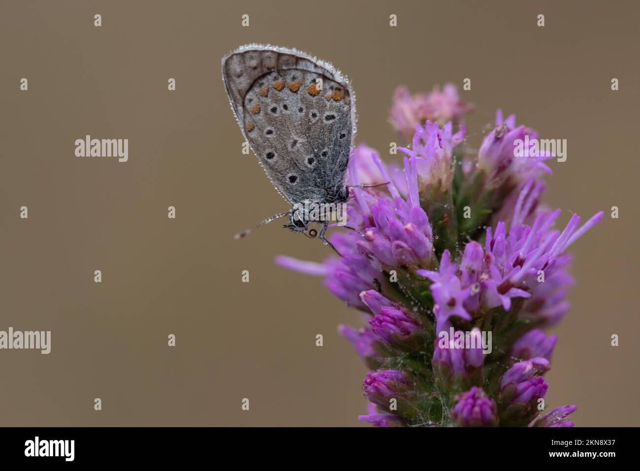 A closeup of a common blue butterfly on a purple clover in a field with ...