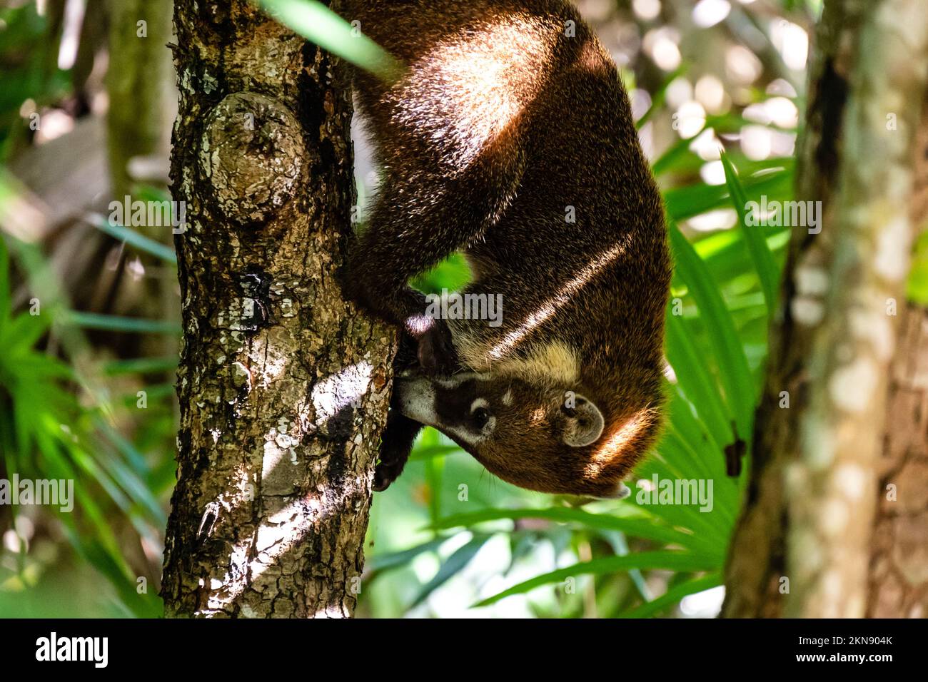White-nosed Coati (coatimundi) standing in a tree in mexico Stock Photo ...