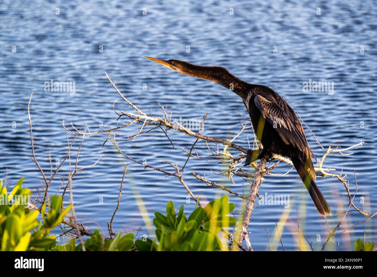 Anhinga (Anhinga anhinga) called snakebird, American darter or water ...