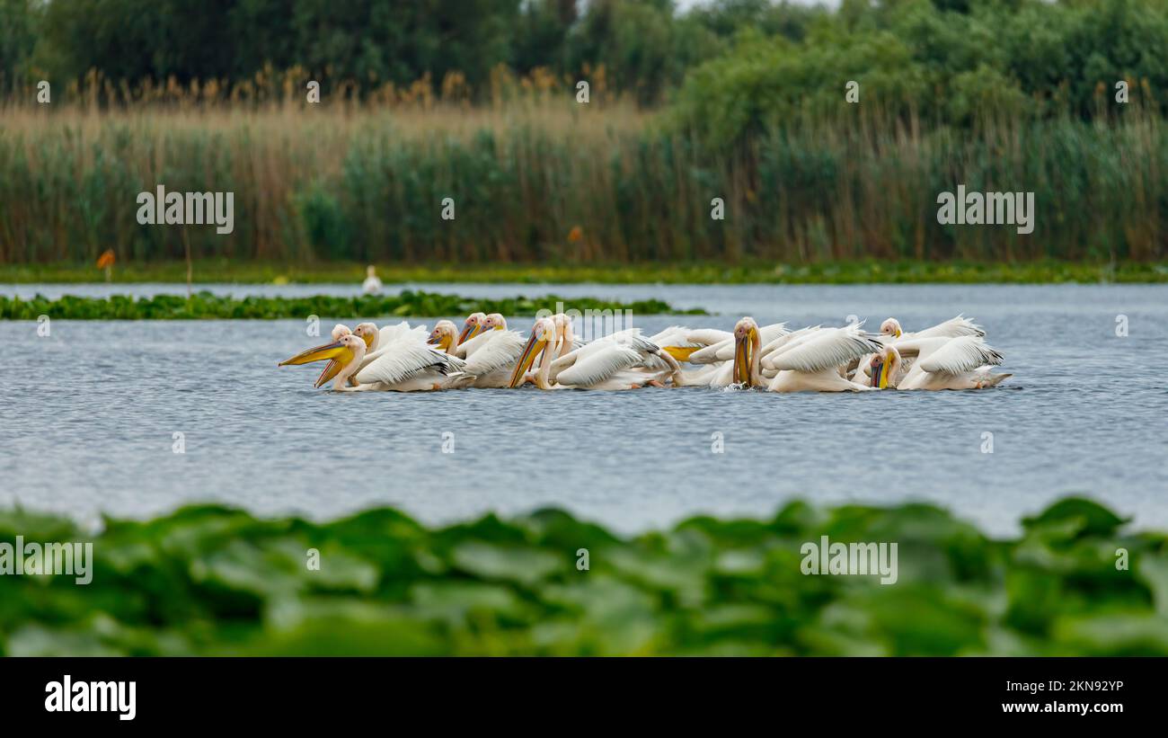 pelican, danube delta, pink pelican, eastern white pelican, white ...