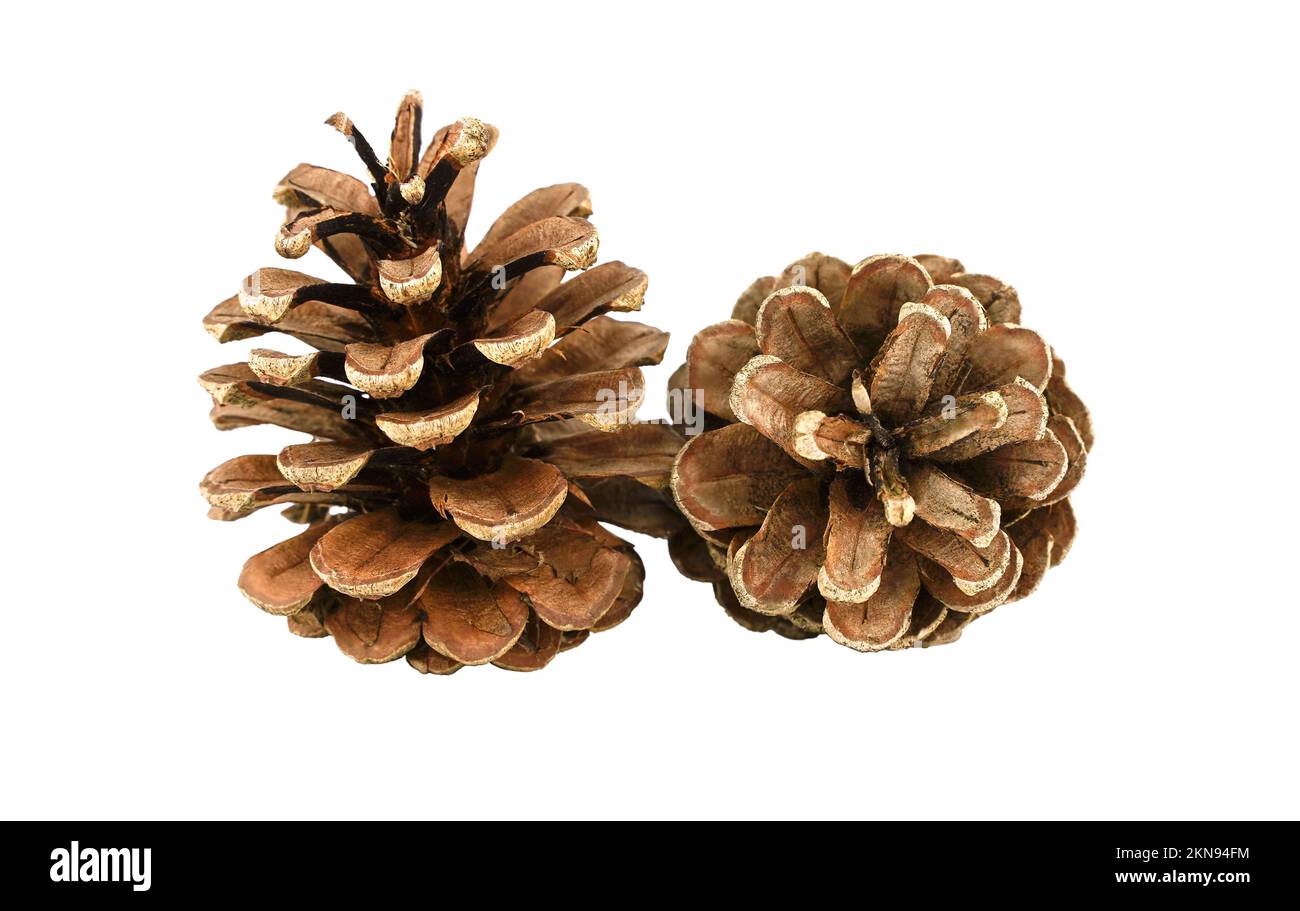 Two pine cones and white background Stock Photo - Alamy