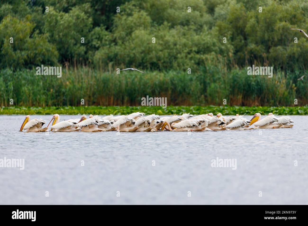 pelican, danube delta, pink pelican, eastern white pelican, white ...