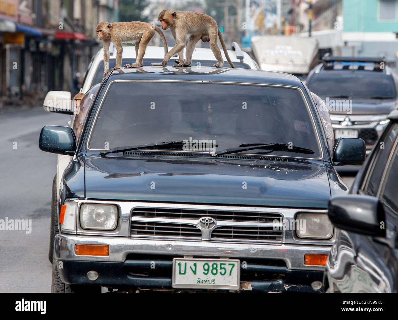 Lopburi, Thailand. 27th Nov, 2022. Monkeys are seen on a roof of a pick ...