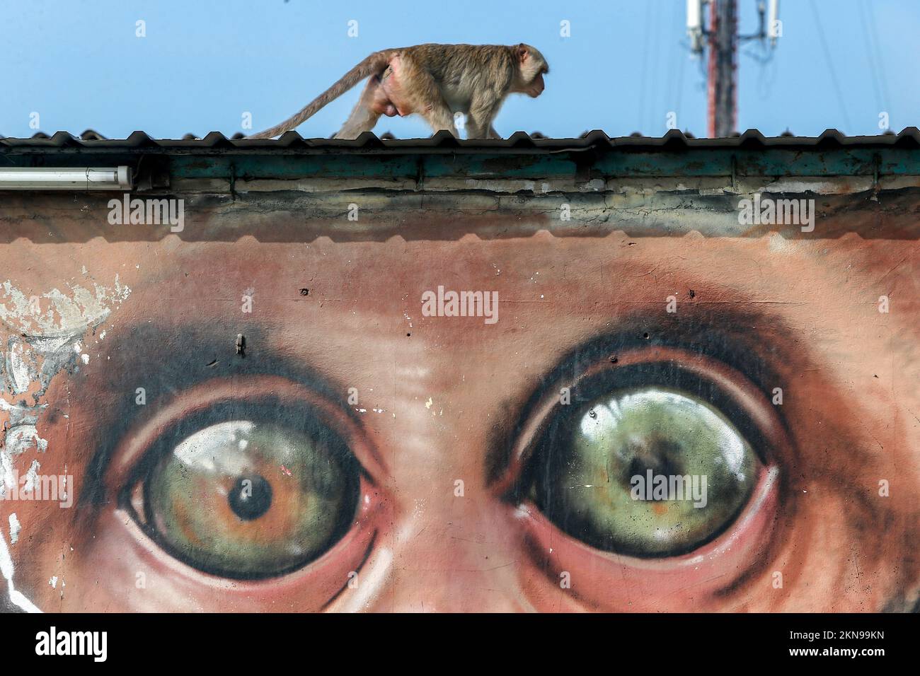 Lopburi, Thailand. 27th Nov, 2022. A monkey moves past a graffiti ...