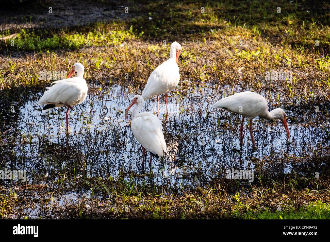 White Ibises (Eudocimus albus) of different ages bathing in a pond in ...