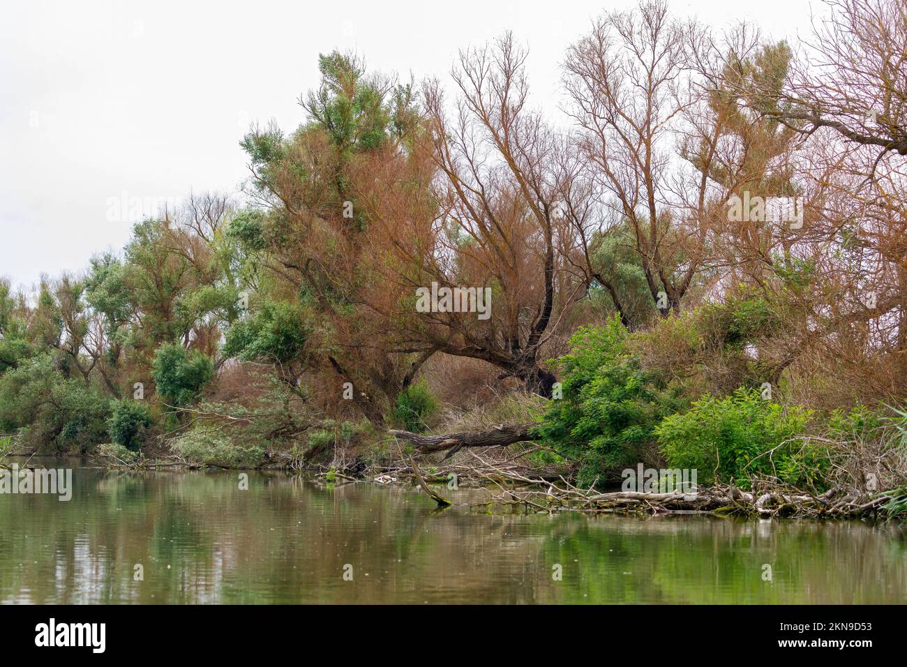 The wilderness of the danube delta Stock Photo - Alamy
