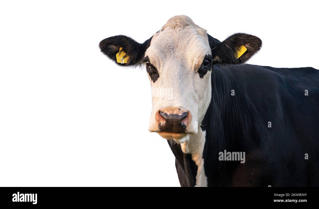 Black and white cow isolated on white with copy space. Cow muzzle with ...