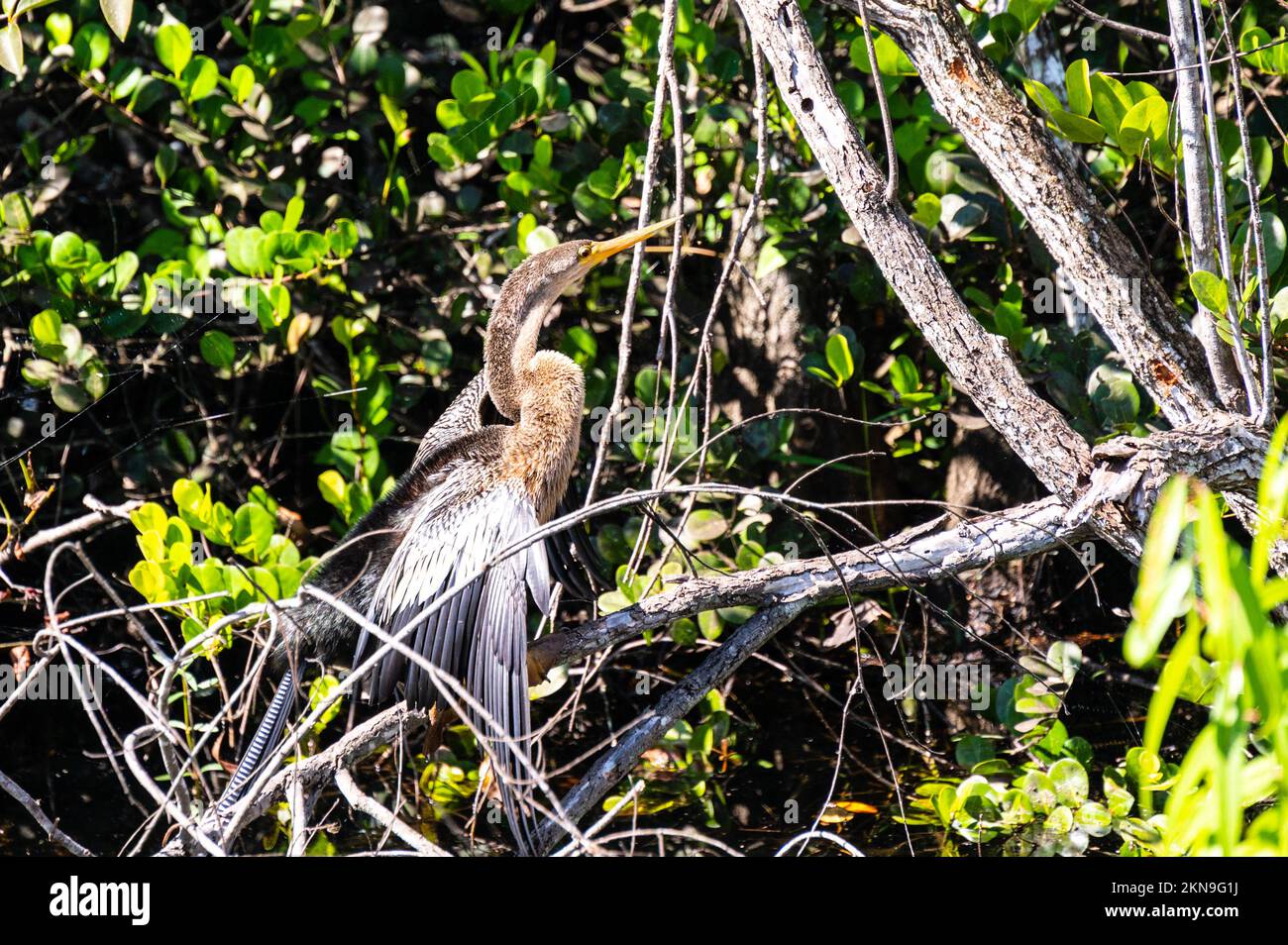 Anhinga (Anhinga anhinga) called snakebird, means devil bird or snake ...