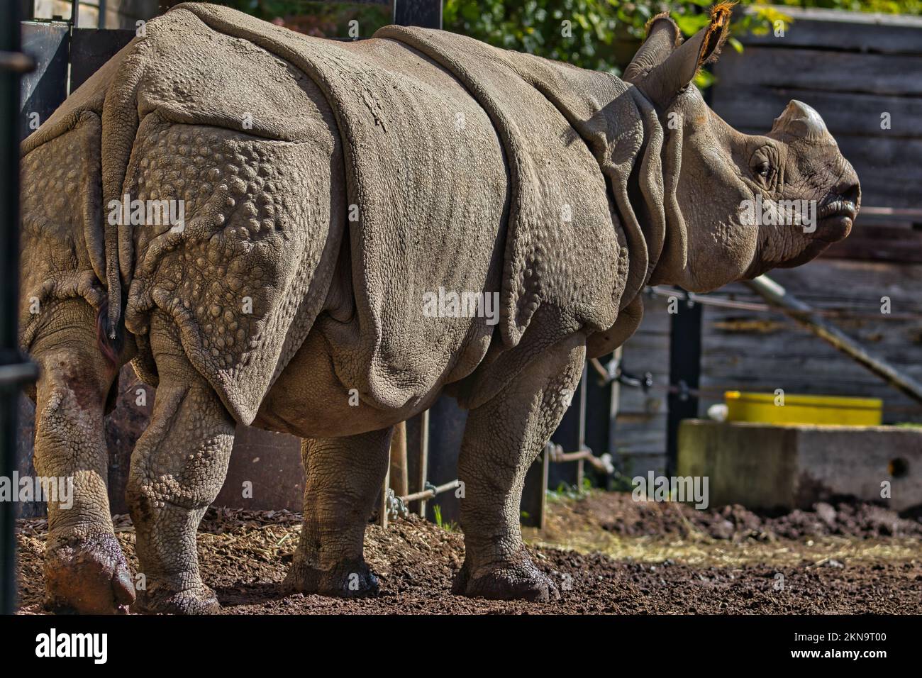 A rear view of an Indian rhinoceros (Rhinoceros unicornis) in a zoo ...