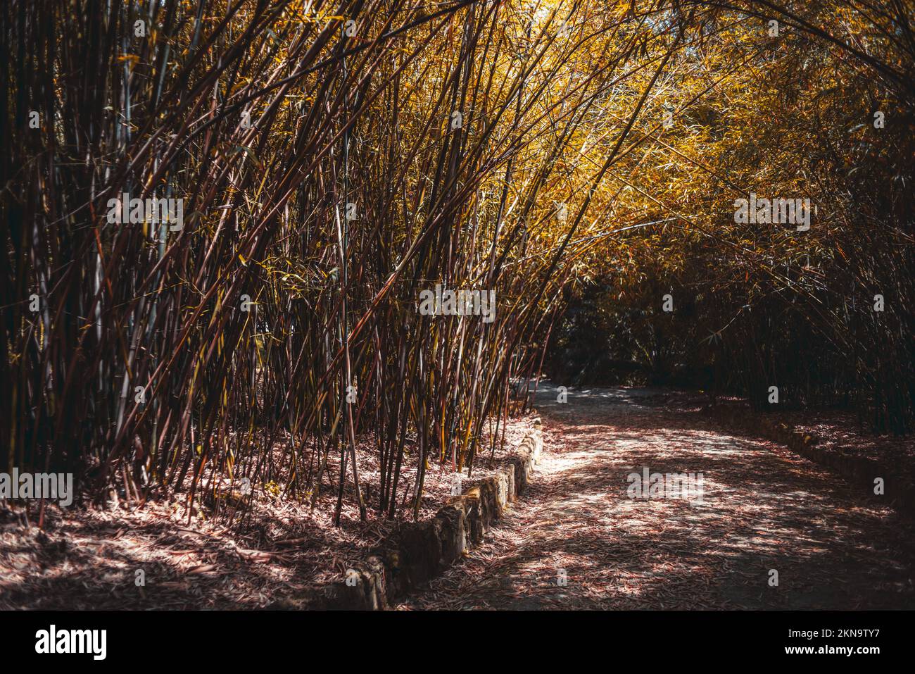 View of a walking path in a bamboo forest. The leaves with a color ...