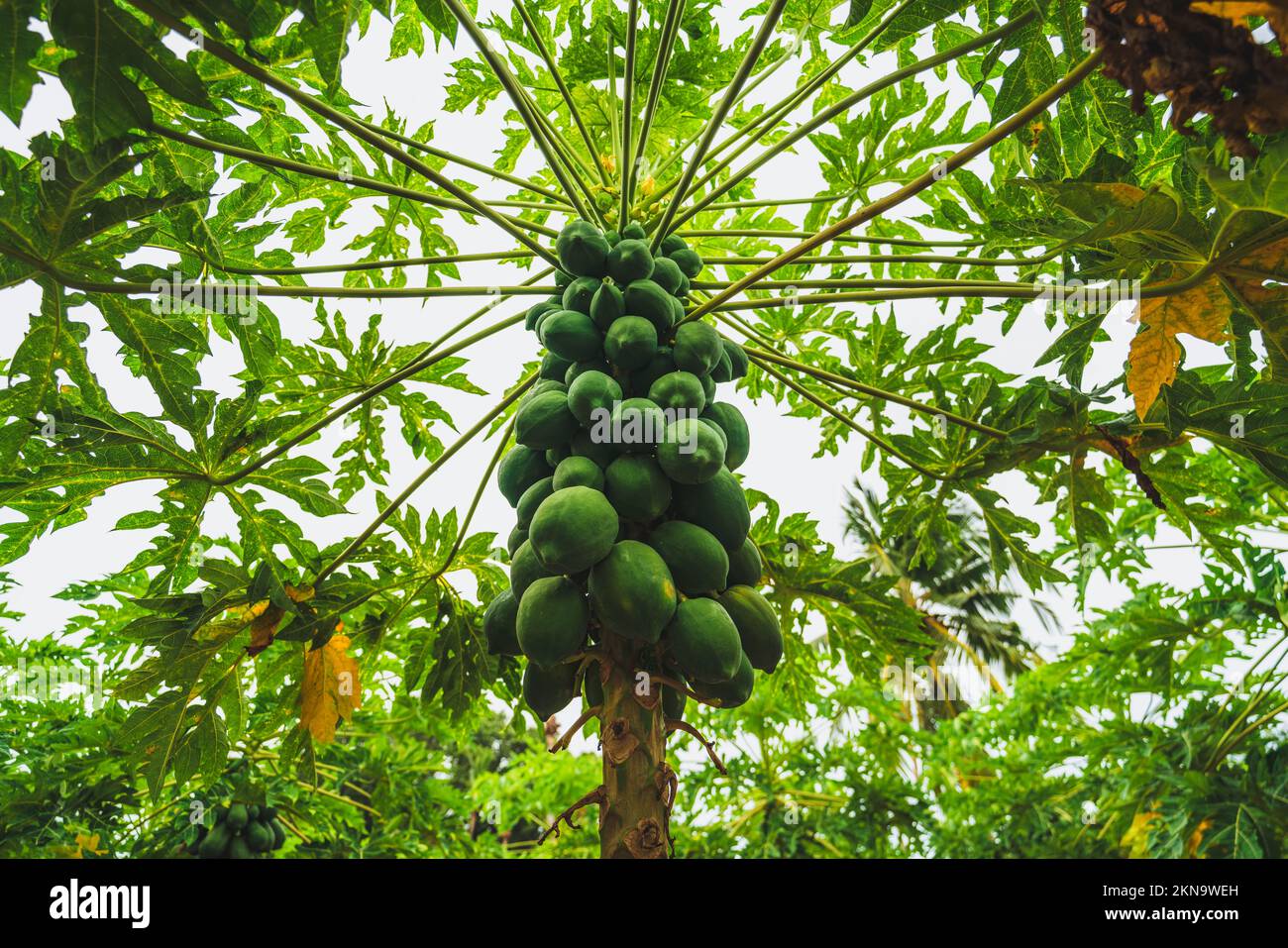 A papaya tree with hollow stems and petioles. The leaves are arranged ...