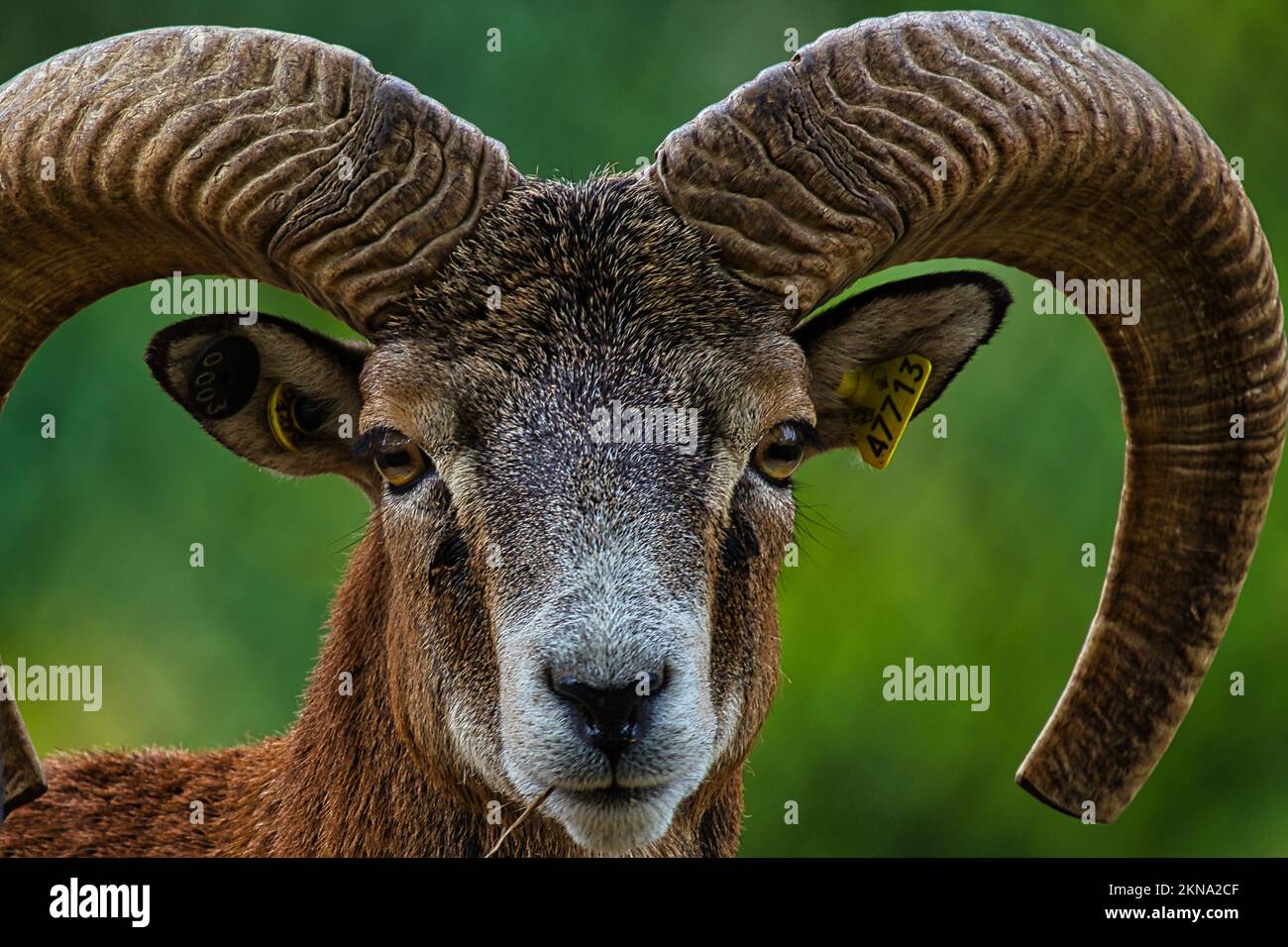 A closeup shot of the mouflon's head Stock Photo - Alamy