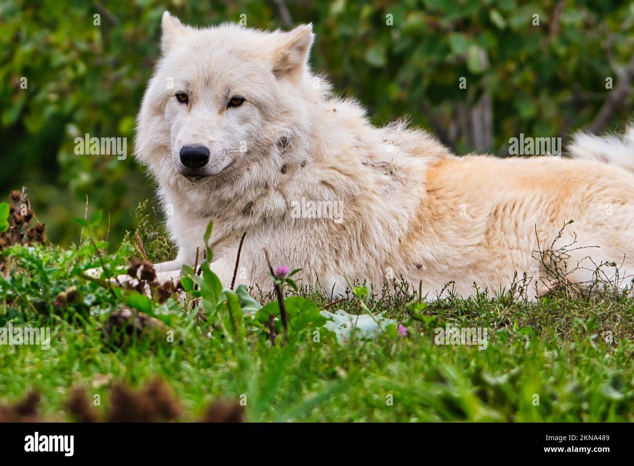 A view of the Arctic wolf resting on the green grass Stock Photo - Alamy