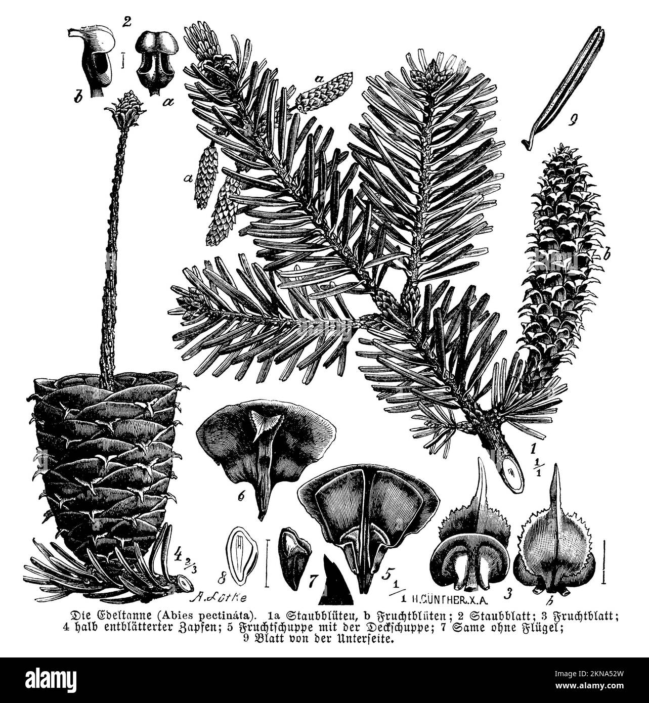 , Abies pectinata, A. Lütke u. H. Günther X.A. (botany book, 1889 ...