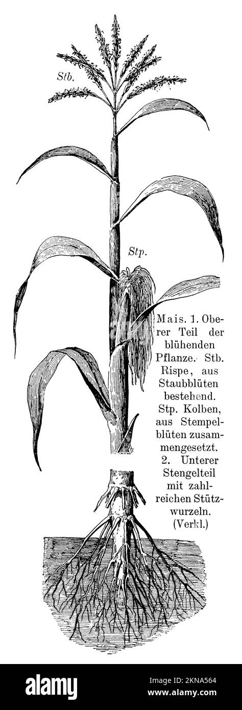 maize, corn, Panicle of staminate florets, Stp. flask of pistillate ...
