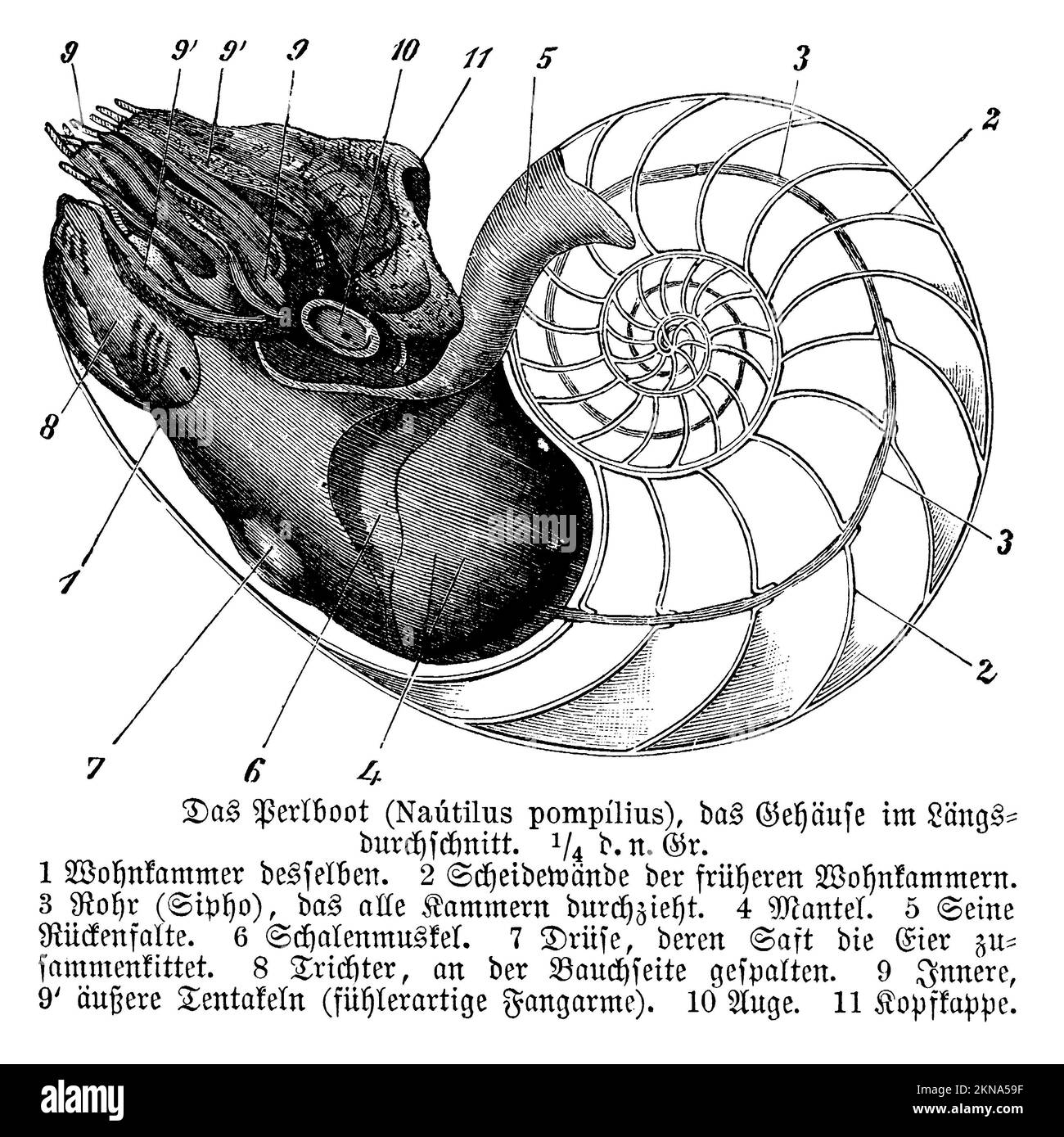 Chambered Nautilus Diagram