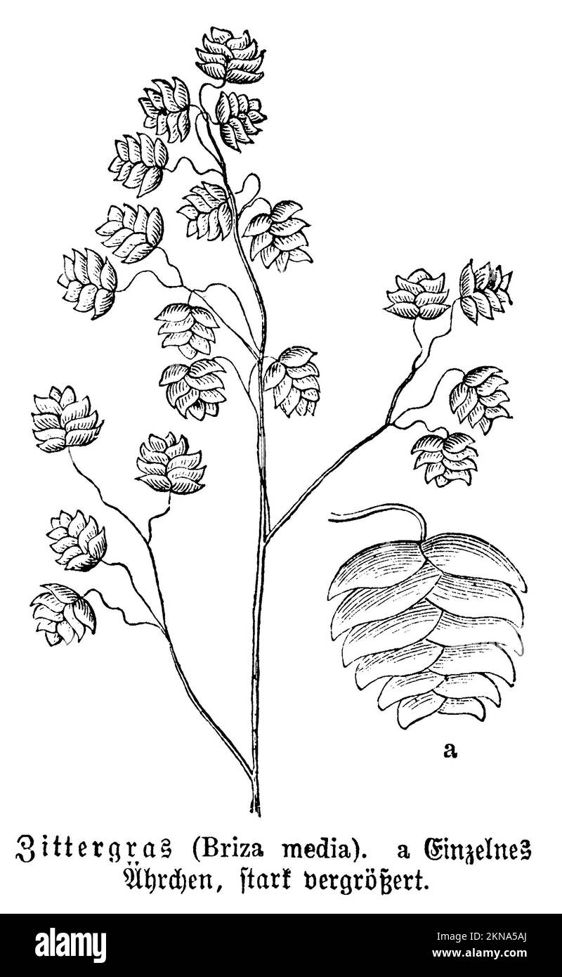 , Briza media, anonym (biology book, 1880), Mittleres Zittergras Stock ...