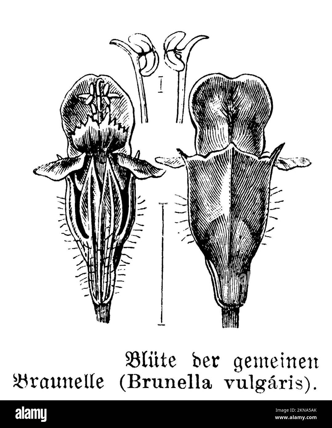 Gemeine brunelle hi-res stock photography and images - Alamy