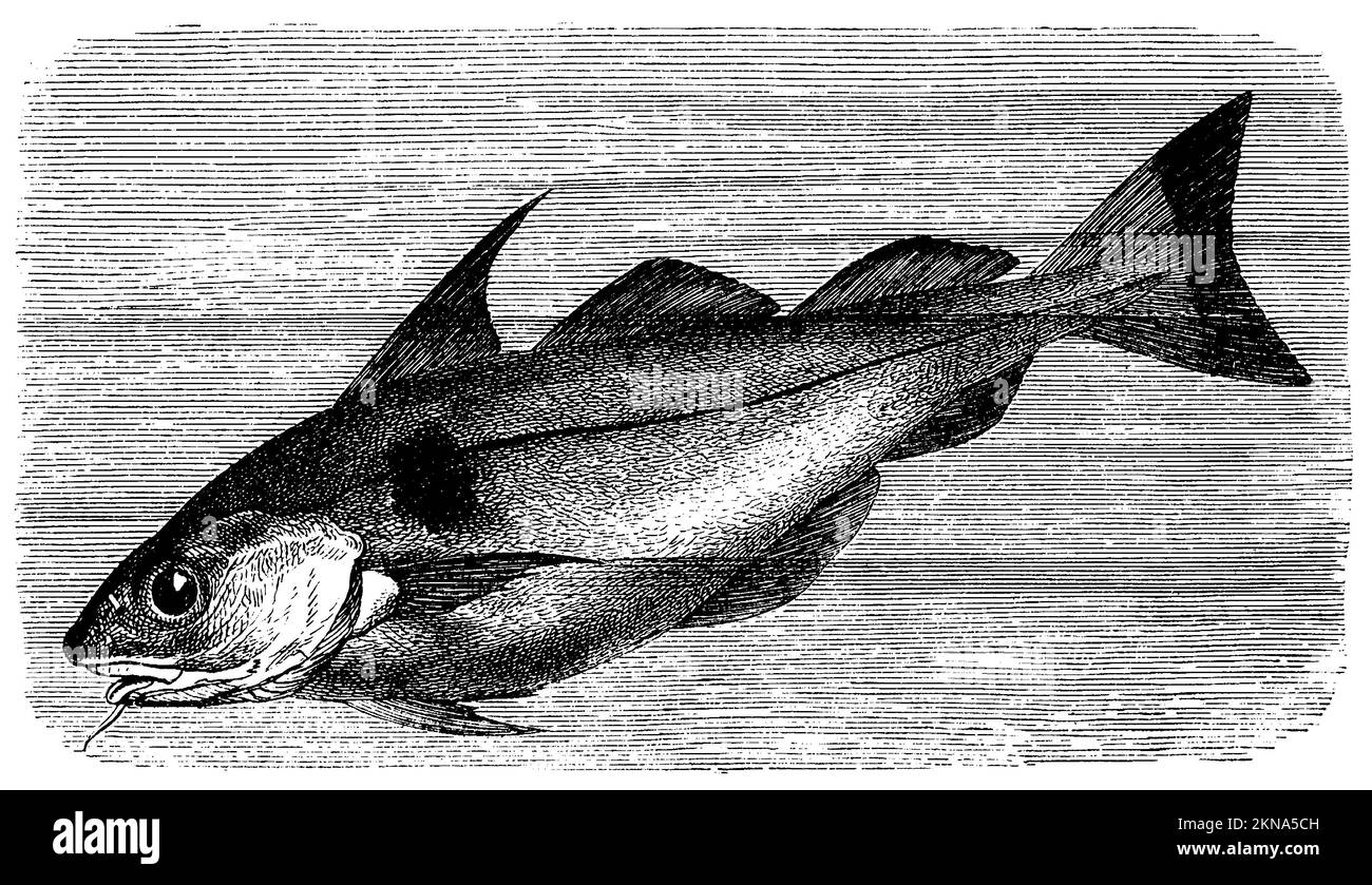 Aiglefin hi-res stock photography and images - Alamy