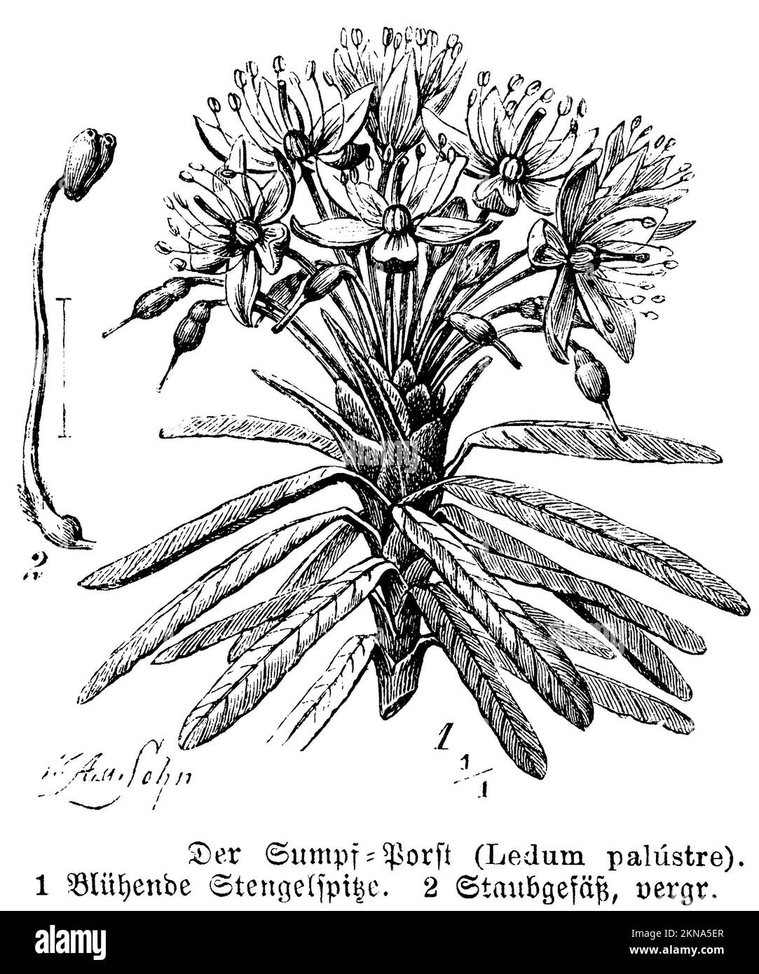 Marsh ledum Black and White Stock Photos & Images - Alamy