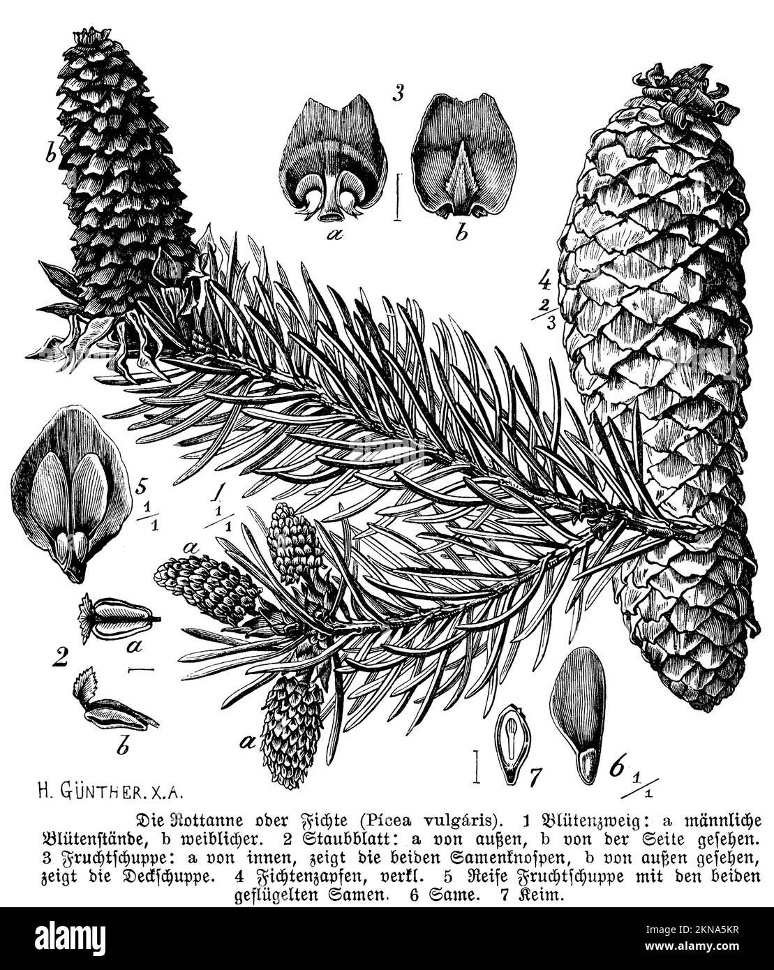 , Picea vulgaris, H. Günther (botany book, 1888), Rottanne oder Fichte ...