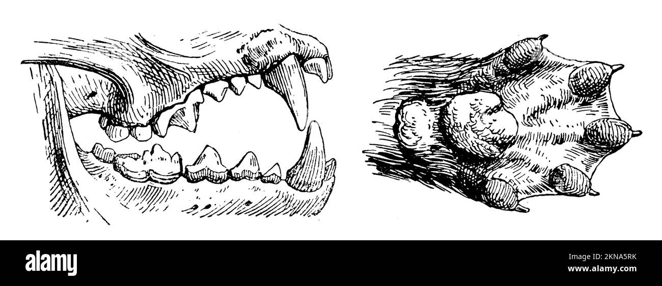 European Otter, bit and foot, Lutra lutra, anonym (zoology book, 1928 ...
