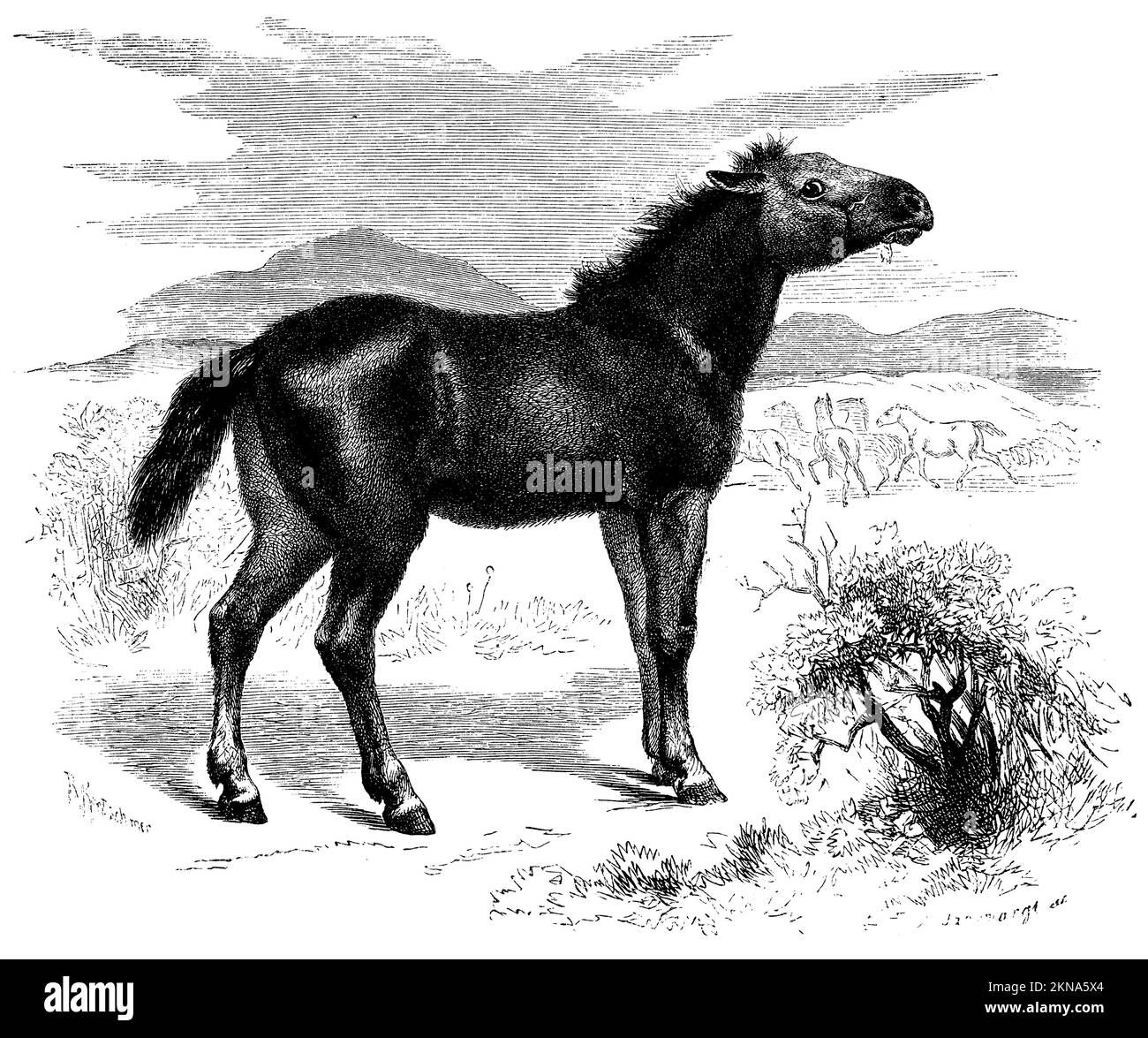 Tarpan, Equus ferus, R[obert] Kretschmer und Jahrmargt (zoology book ...