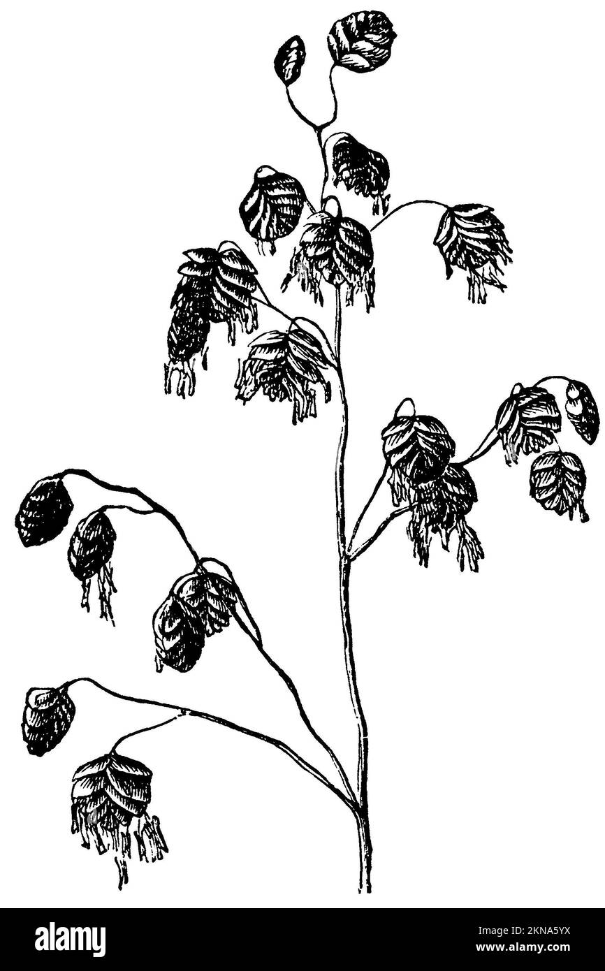 , Briza media, anonym (botany book, 1884), Mittleres Zittergras: Rispe ...