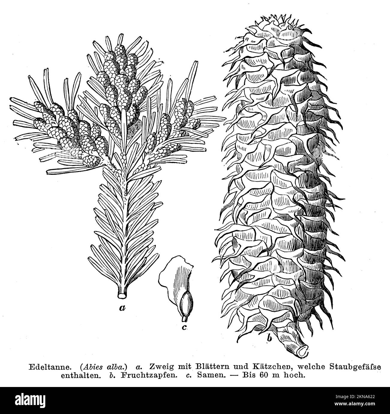 Weisstanne Black and White Stock Photos & Images - Alamy