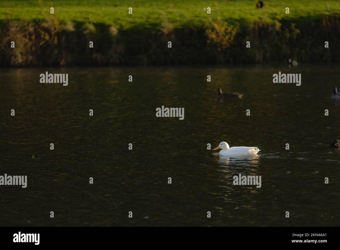Little White Duck is swimming on the lake Stock Photo - Alamy