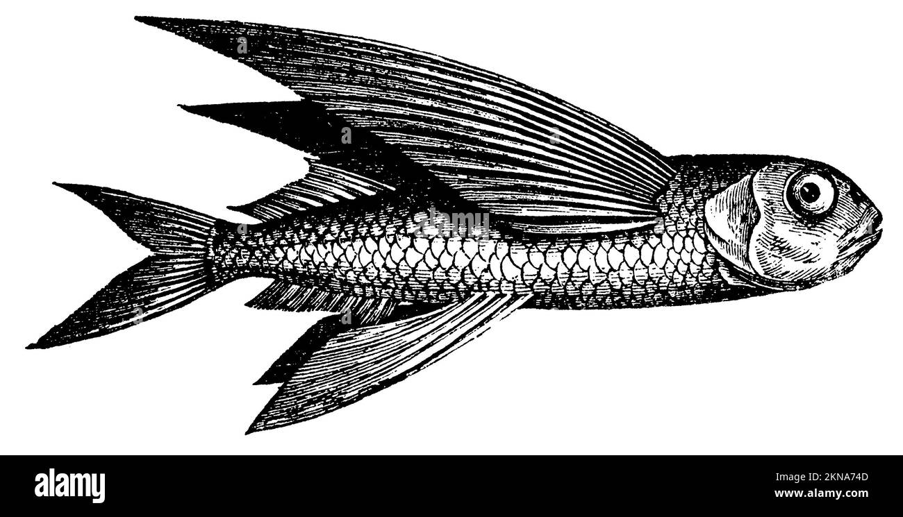 Bandwing Flyingfish, Cheilopogon exsiliens, anonym (biology book, 1861 ...