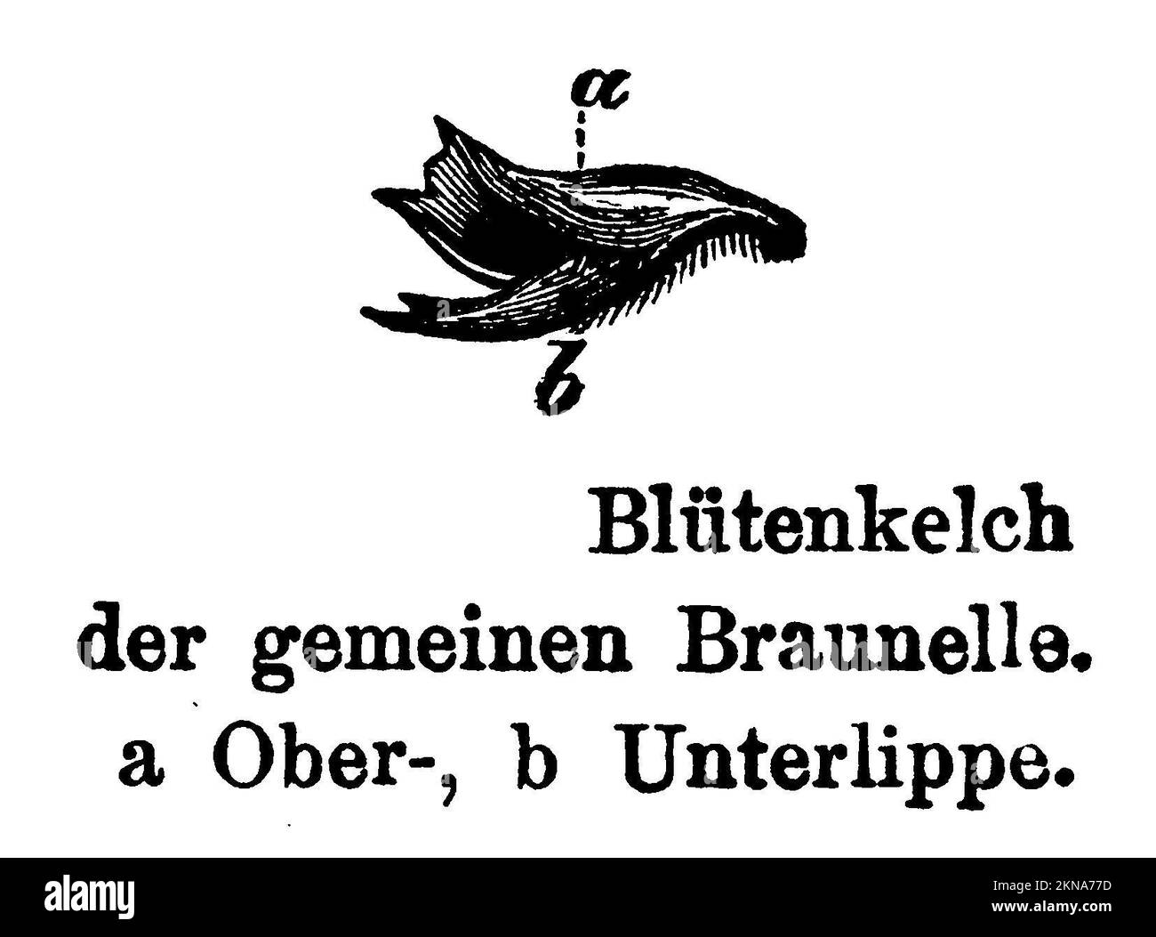 Gemeine brunelle hi-res stock photography and images - Alamy