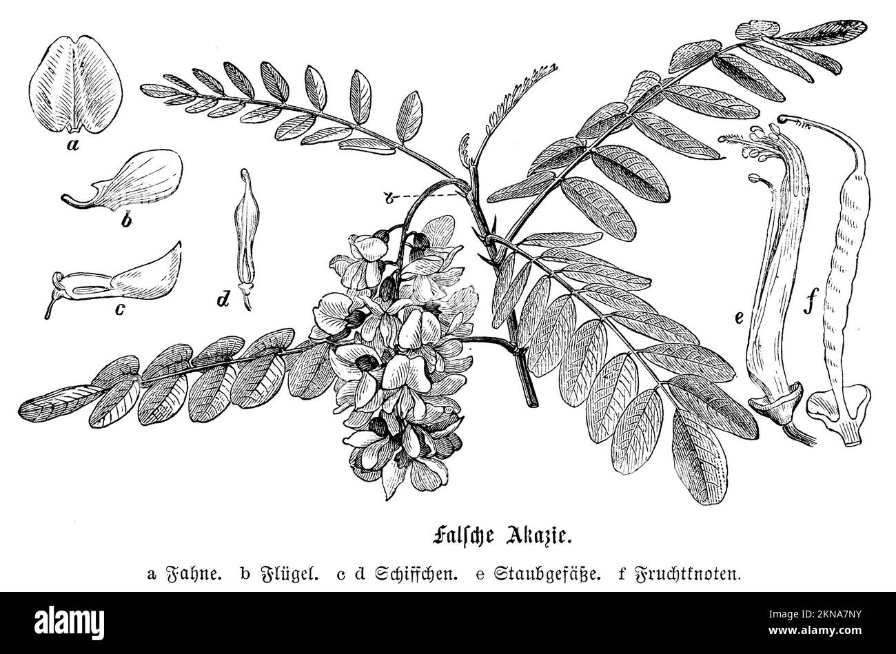 Black Locust, Robinia pseudoacacia, anonym (botany book, 1880), Robinie ...