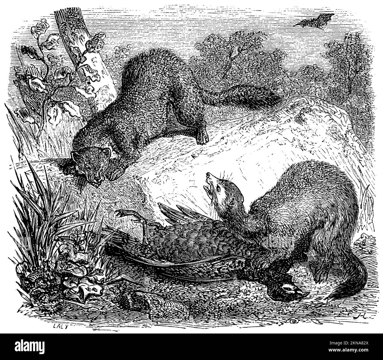 Rauben hi-res stock photography and images - Alamy