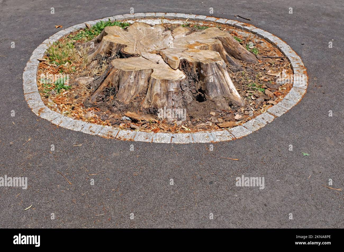 Cutted down big old tree stump in city park Stock Photo - Alamy