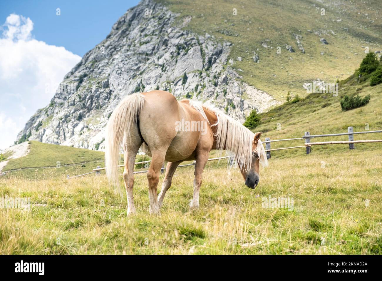 Merano wildlife hi-res stock photography and images - Alamy