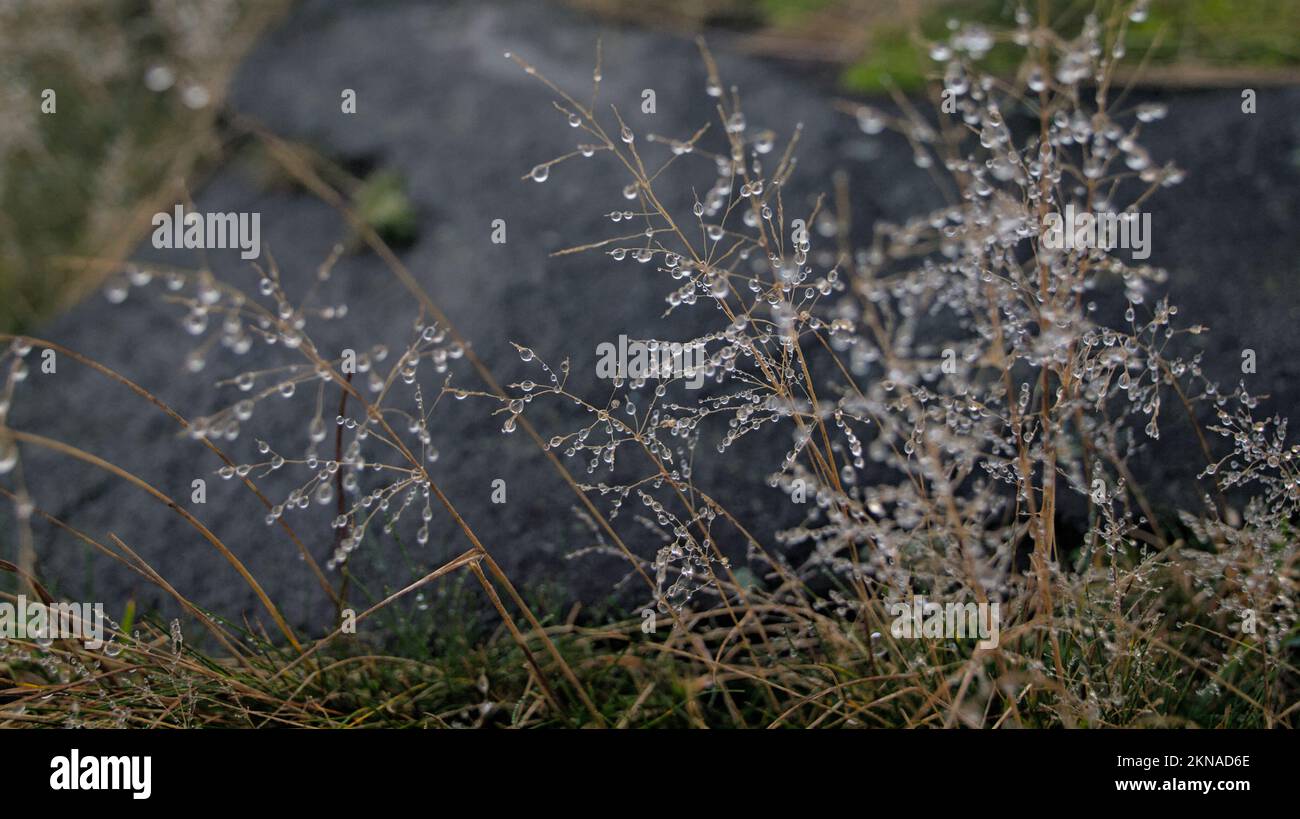 Dew drops on grass seed heads on Pule Hill, Marsden Moor Estate Stock ...
