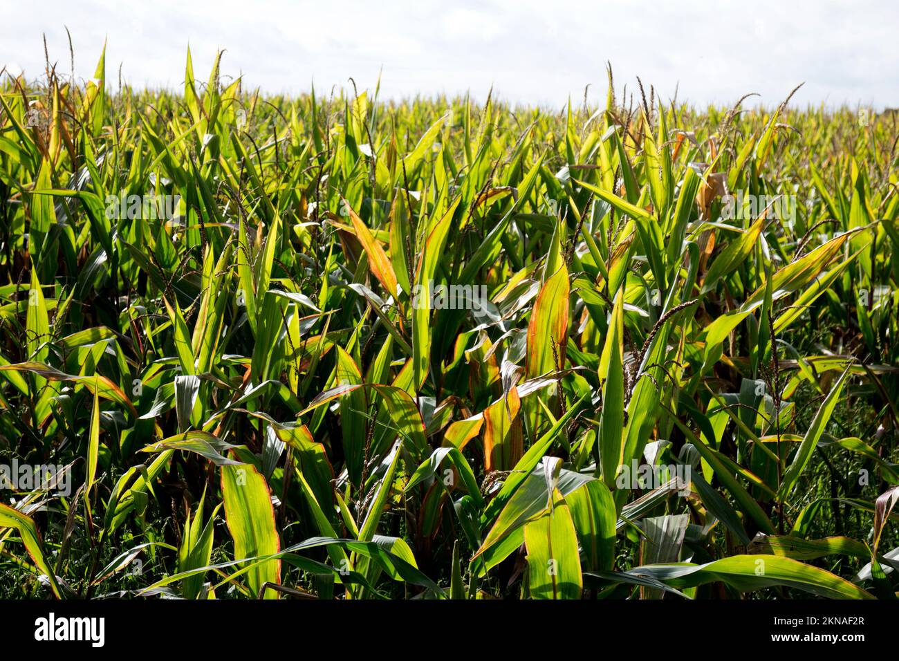 Corn crop uk hi-res stock photography and images - Alamy