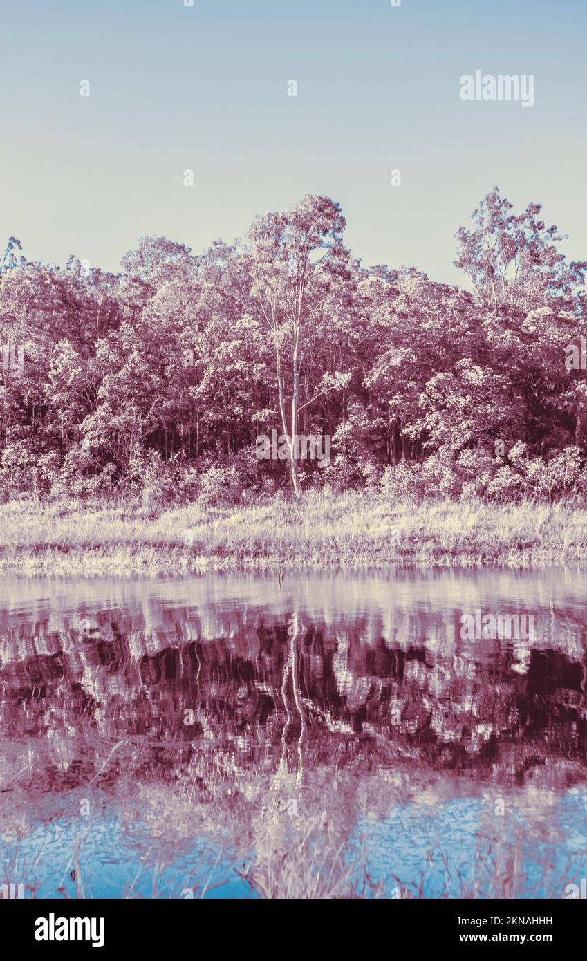 Infrared nature artwork on a river reflection of freezing pines and ...