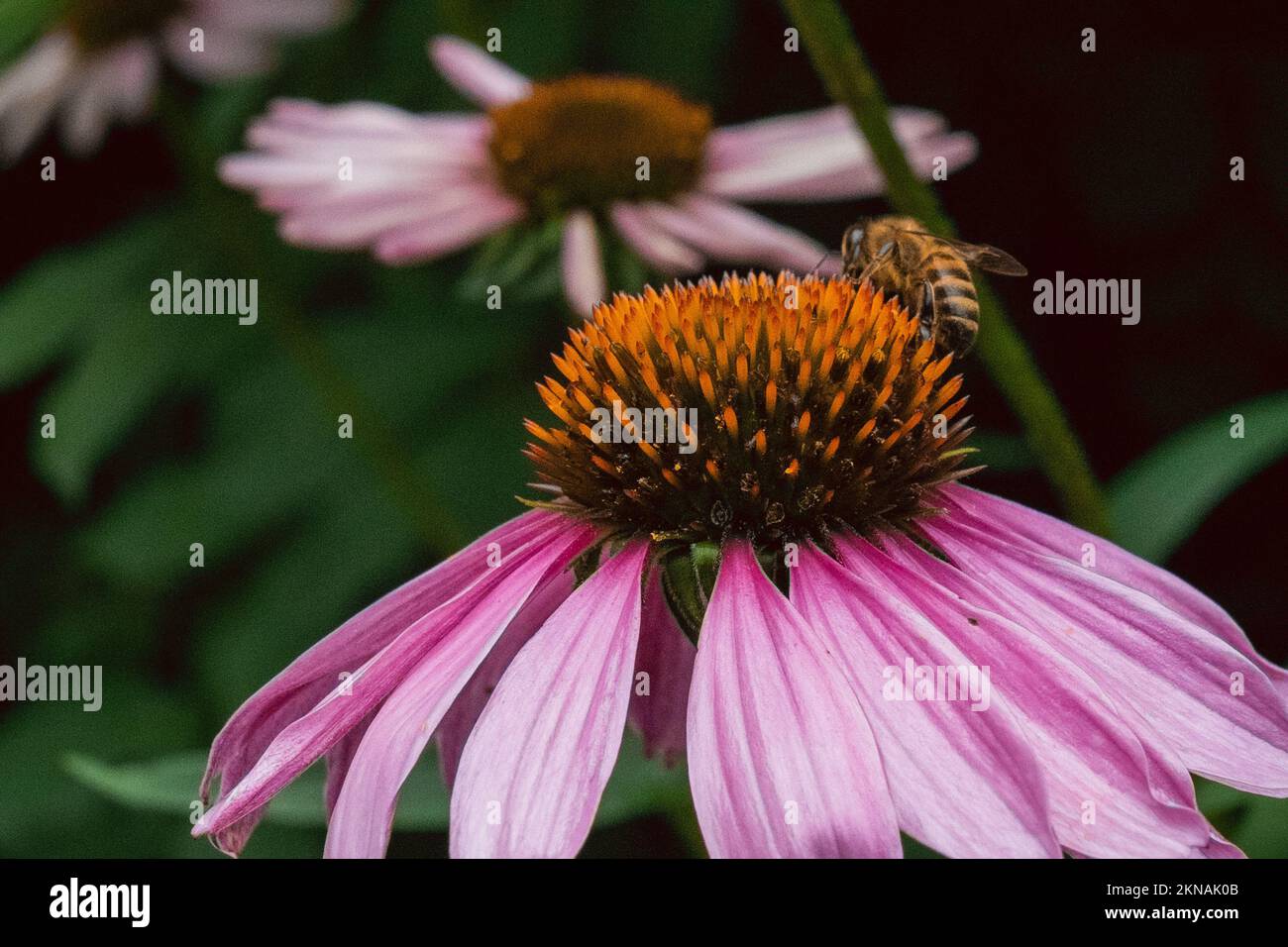 A closeup of bumblebee pollinating purple coneflower (Echinacea ...