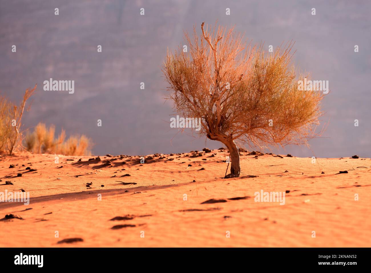 Golden orange desert sand and tree background, Wadi Rum, Jordan Stock ...