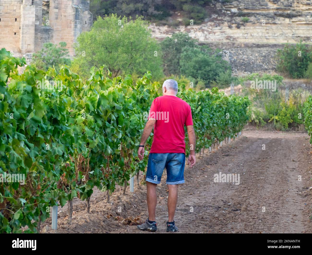 A Senior farmer looking at the vines in a vine field with a red t-shirt ...