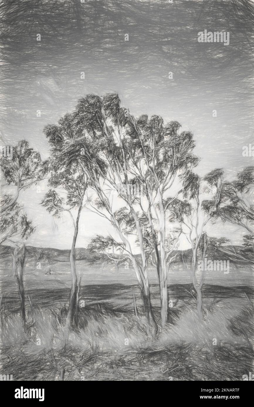 Wind Blowing Through Trees Drawing