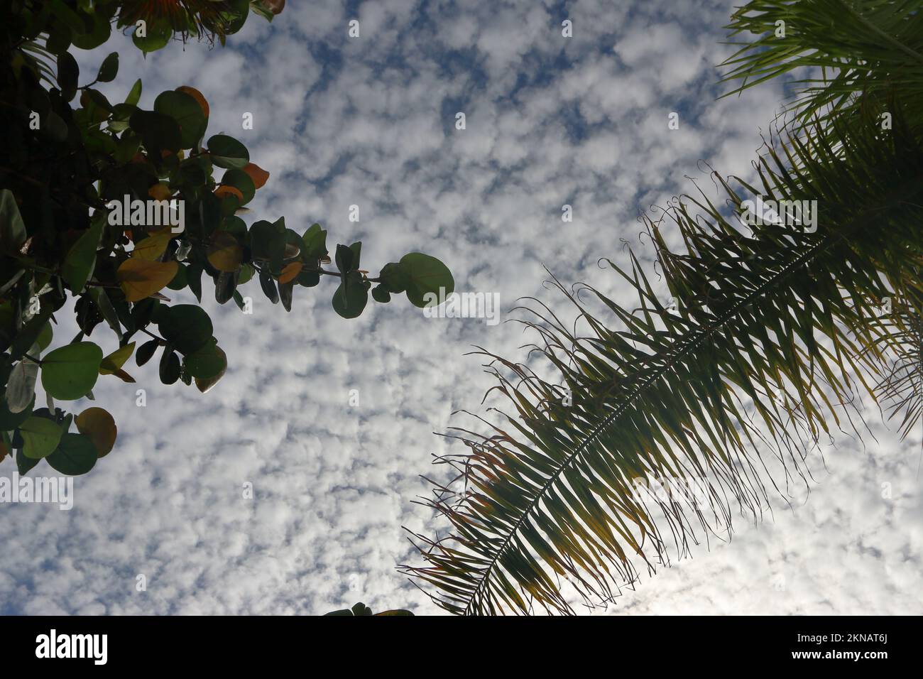 looking up, plant leaves against a cloudy sky Stock Photo - Alamy