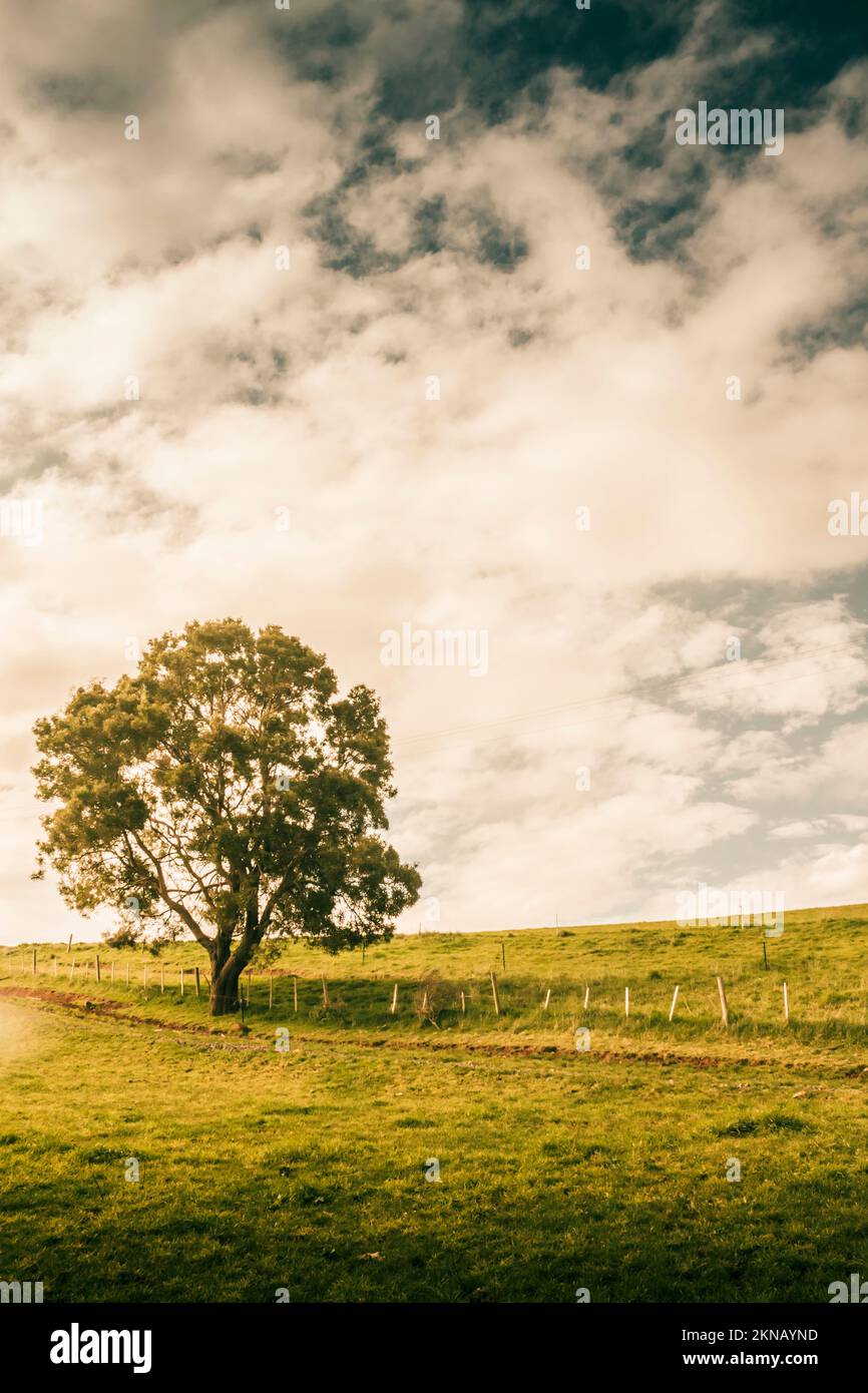 Gorgeous open field landscape of a country / north western tasmanian ...
